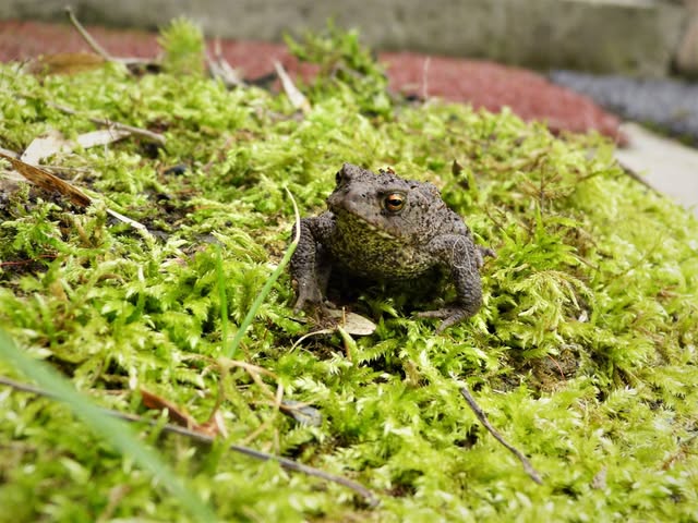 Reptiles- scarily up to the minute! Iran, Vance and the Manosphere ...